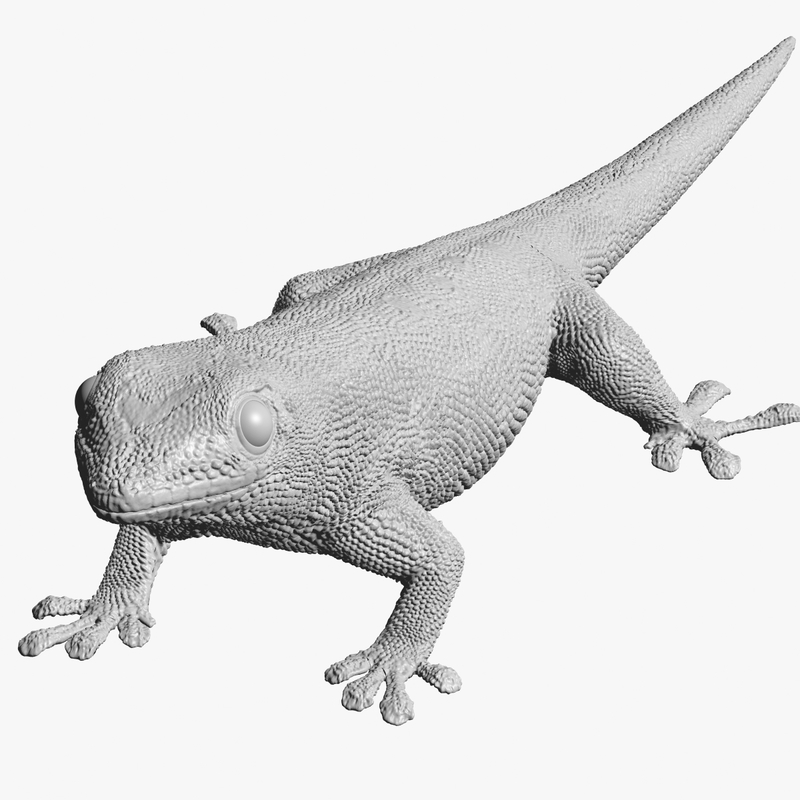 gecko lizard 3d model