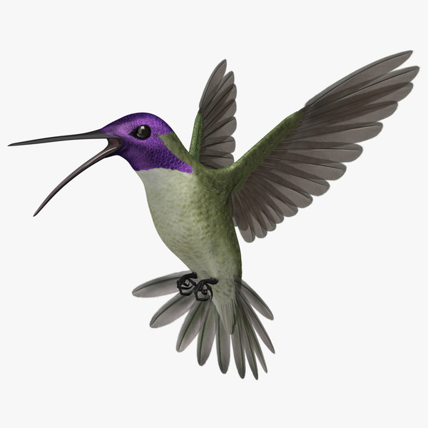 3d model colibri bird rigged