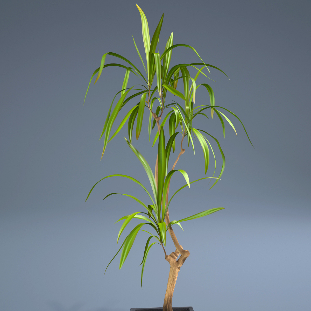 3d model dracaena plant flower