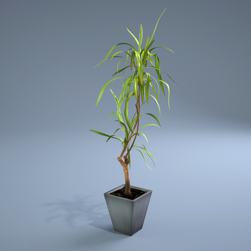3d model dracaena plant flower