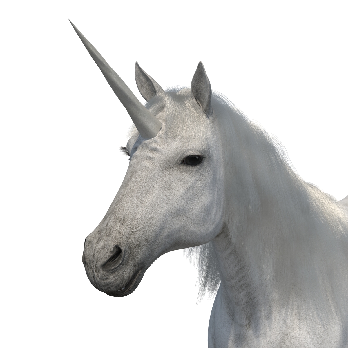 unicorn fur modeled ma
