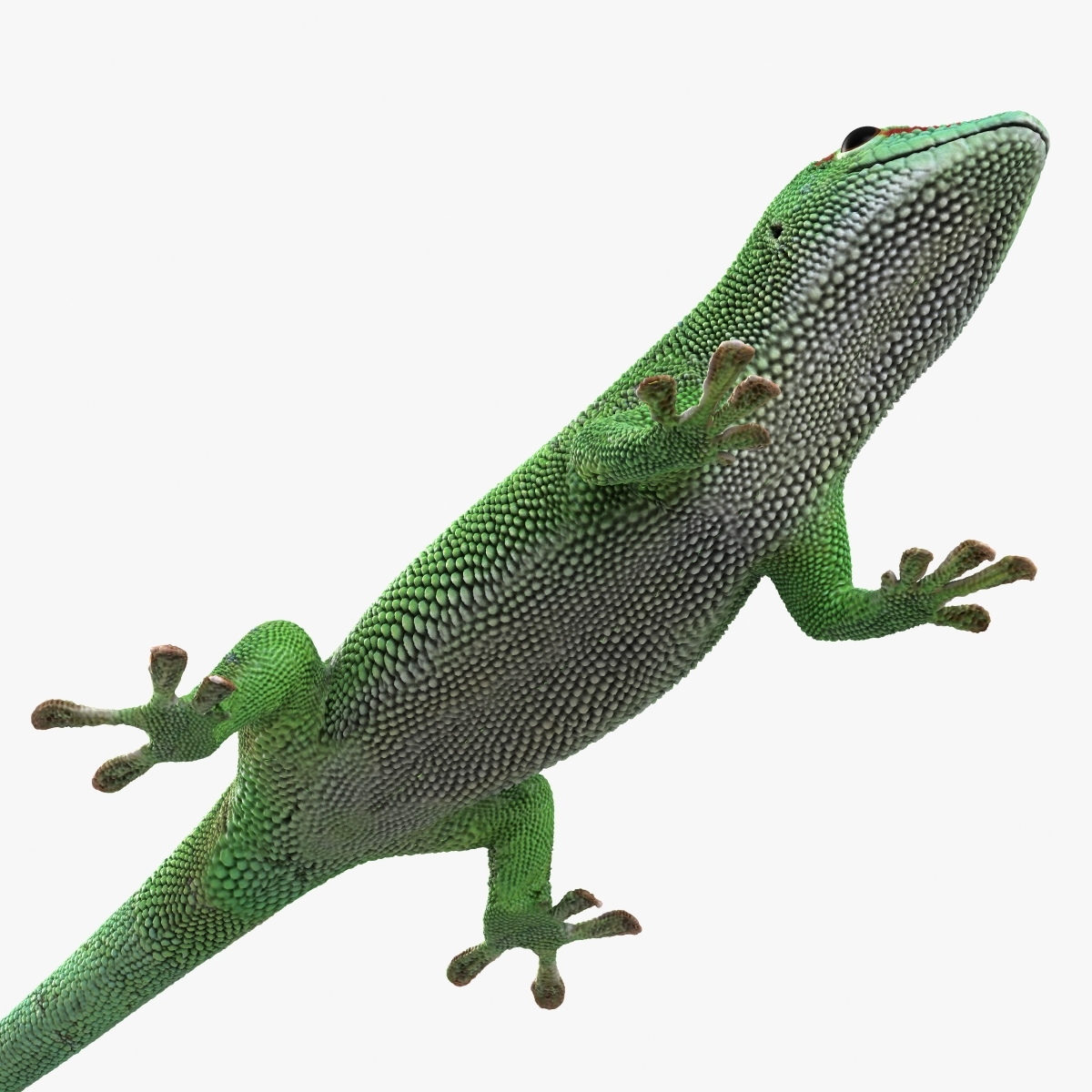 gecko lizard 3d model