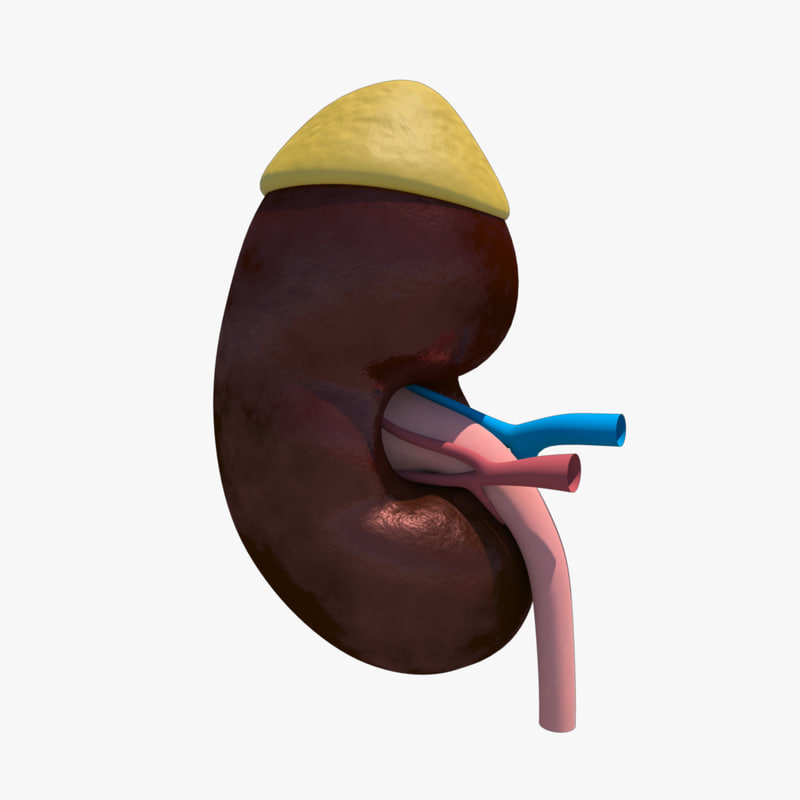 3d model kidney medical