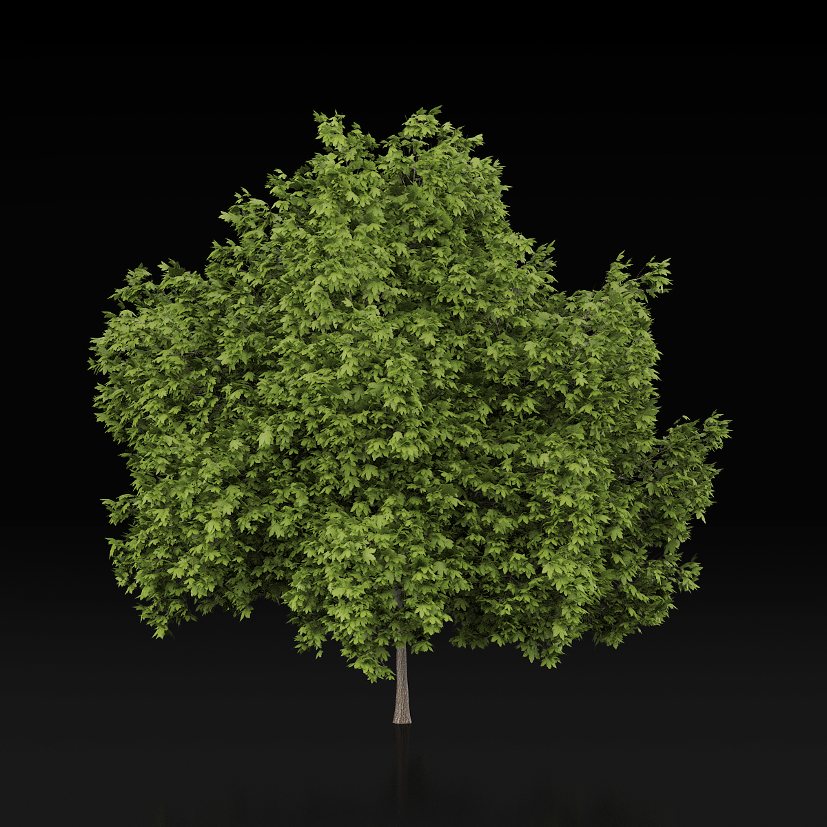 3d maple tree