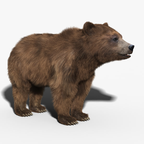 3d brown bear fur rigged model