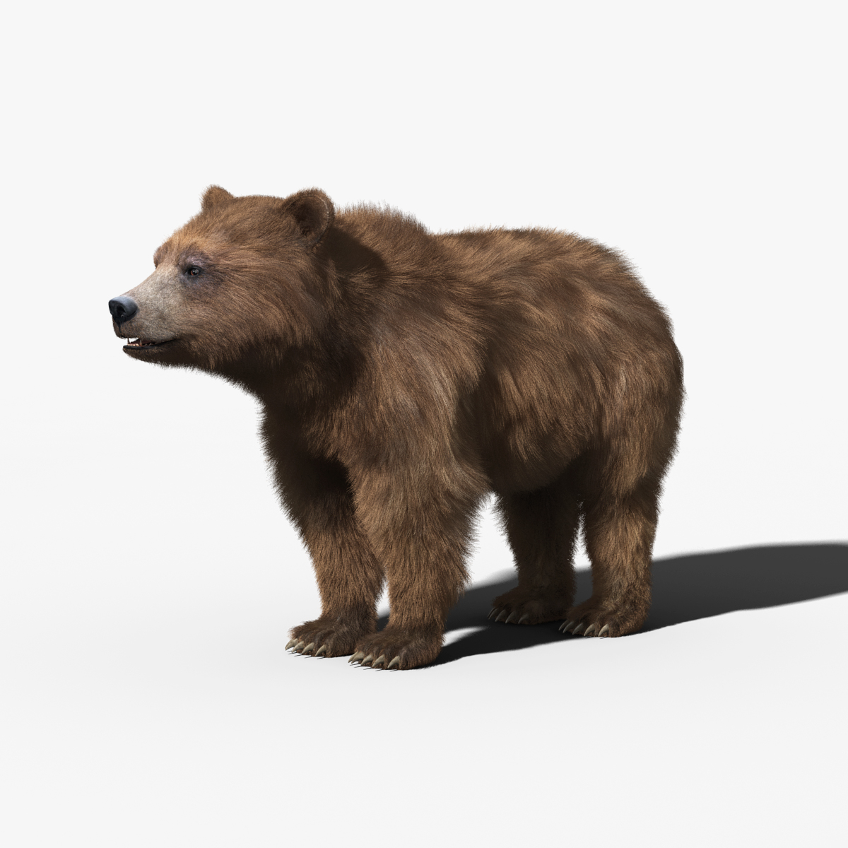 3d brown bear fur rigged model