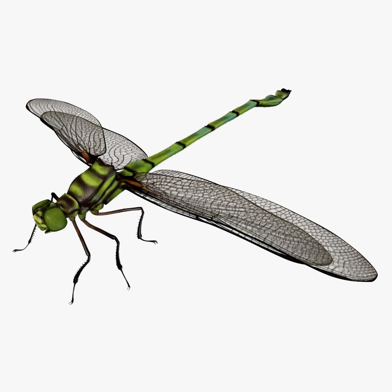 3d dragonfly animation