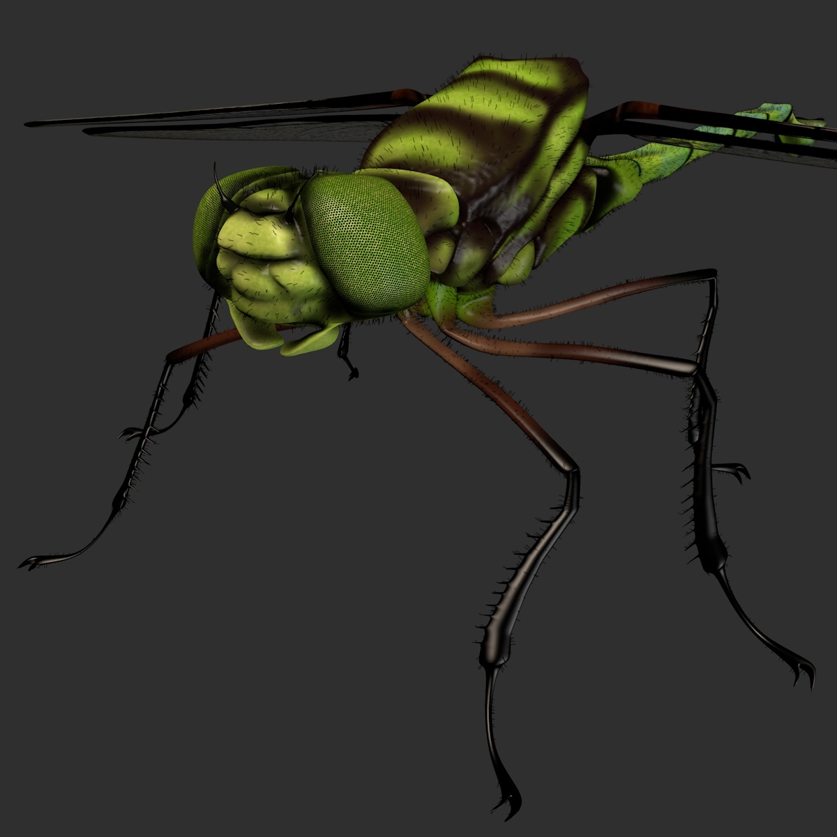 3d dragonfly animation