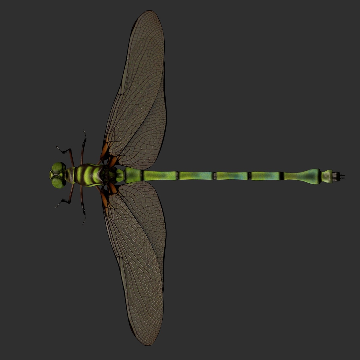 3d dragonfly animation