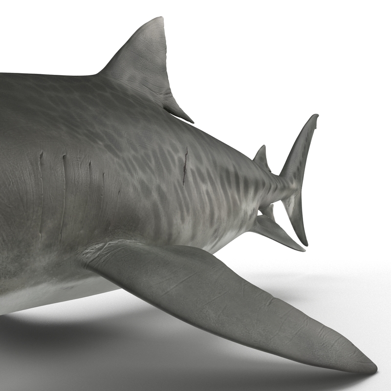 3d tiger shark