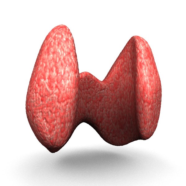 c4d realistic human thyroidal gland