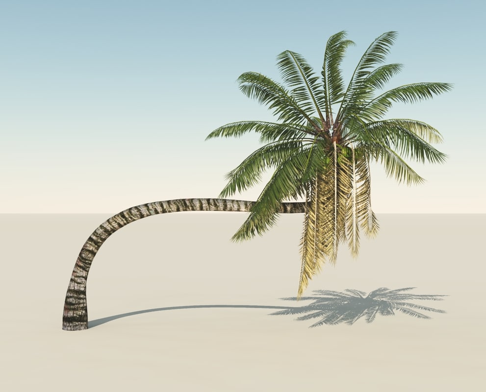 3d bent coconut tree