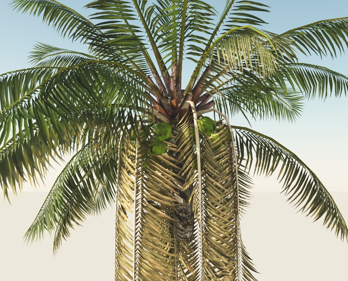 3d bent coconut tree