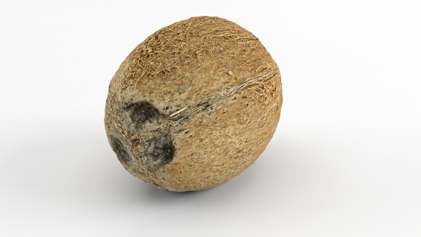 coconut 3d model