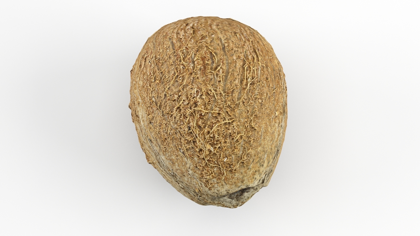 coconut 3d model