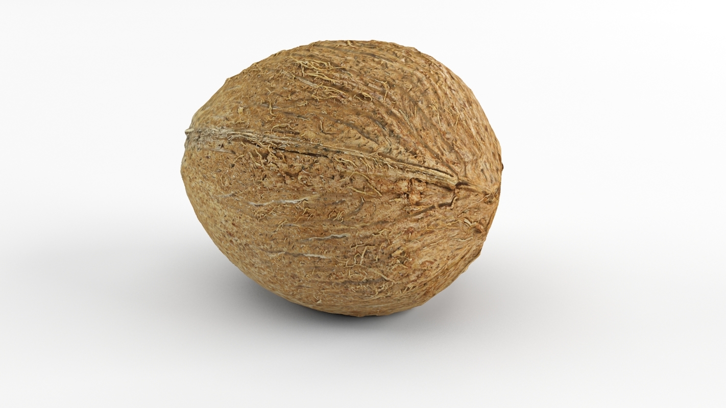 coconut 3d model