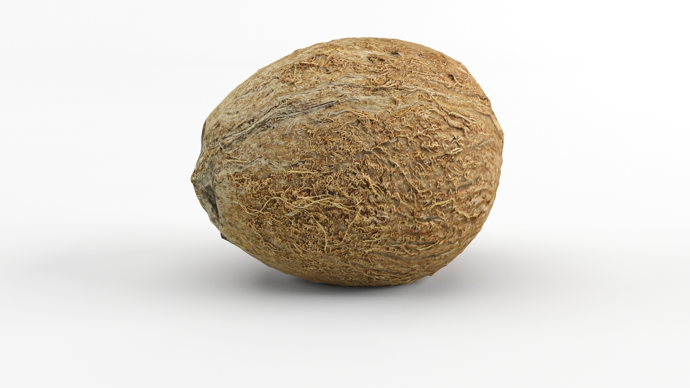 coconut 3d model