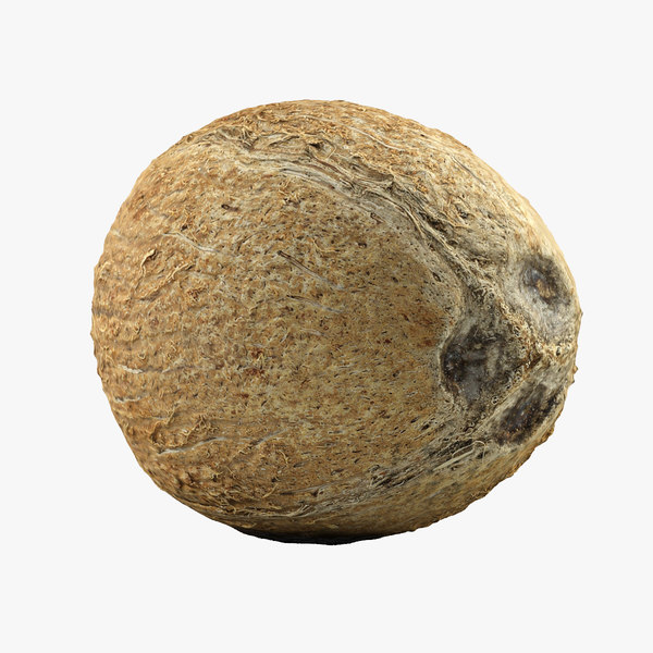 coconut 3d model