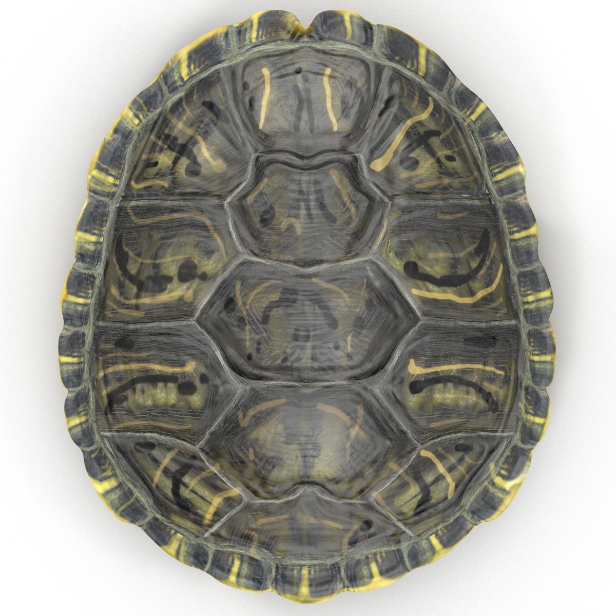 3d turtle shell