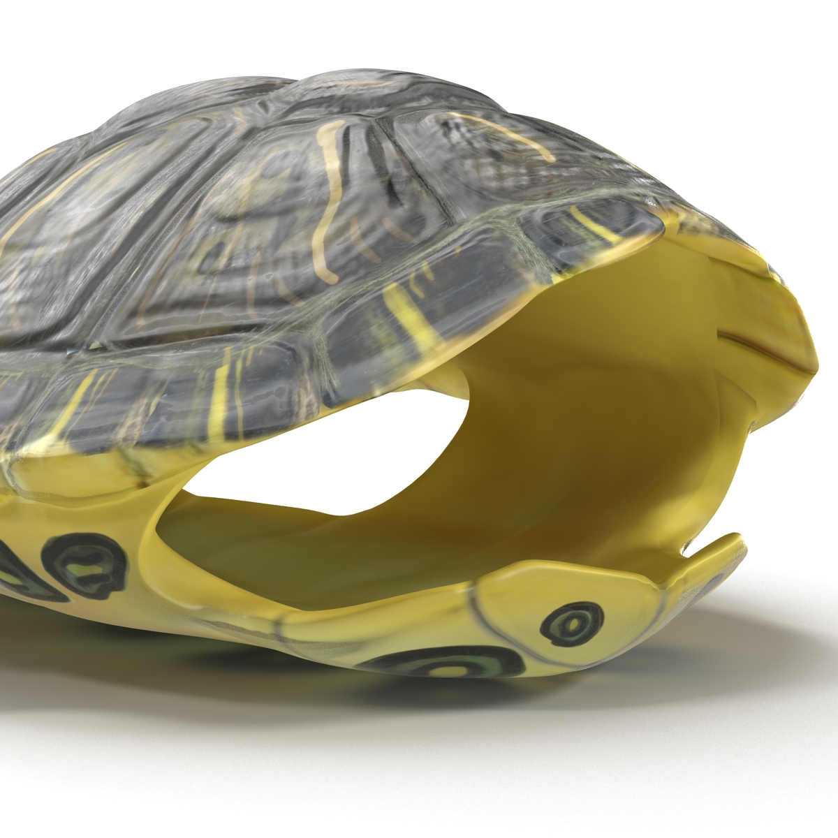 3d turtle shell