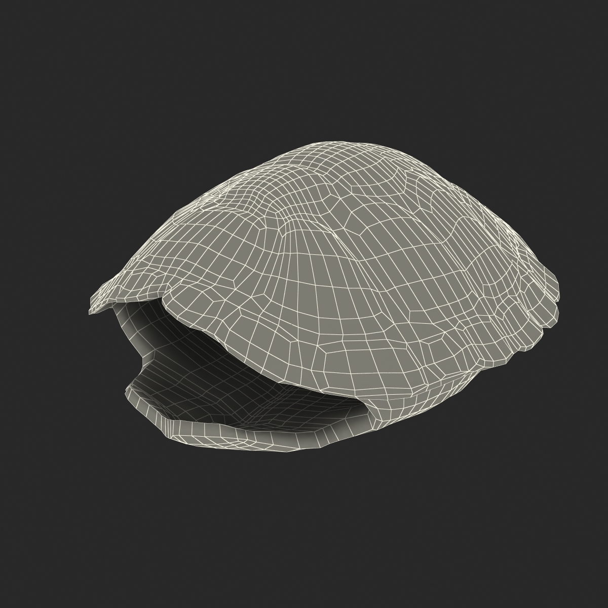 3d turtle shell