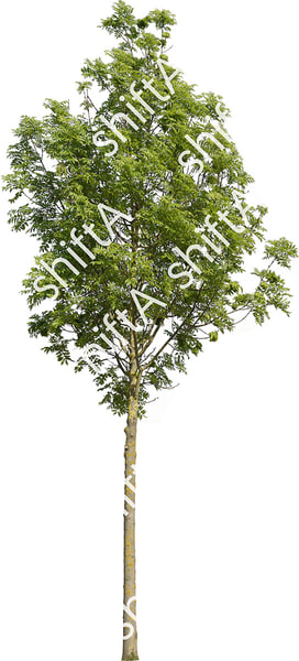 Texture Photoshop ash frene fresno