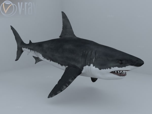 modelo 3d Tiburón - TurboSquid 933868