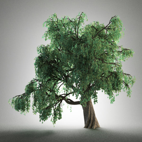3d old tree model