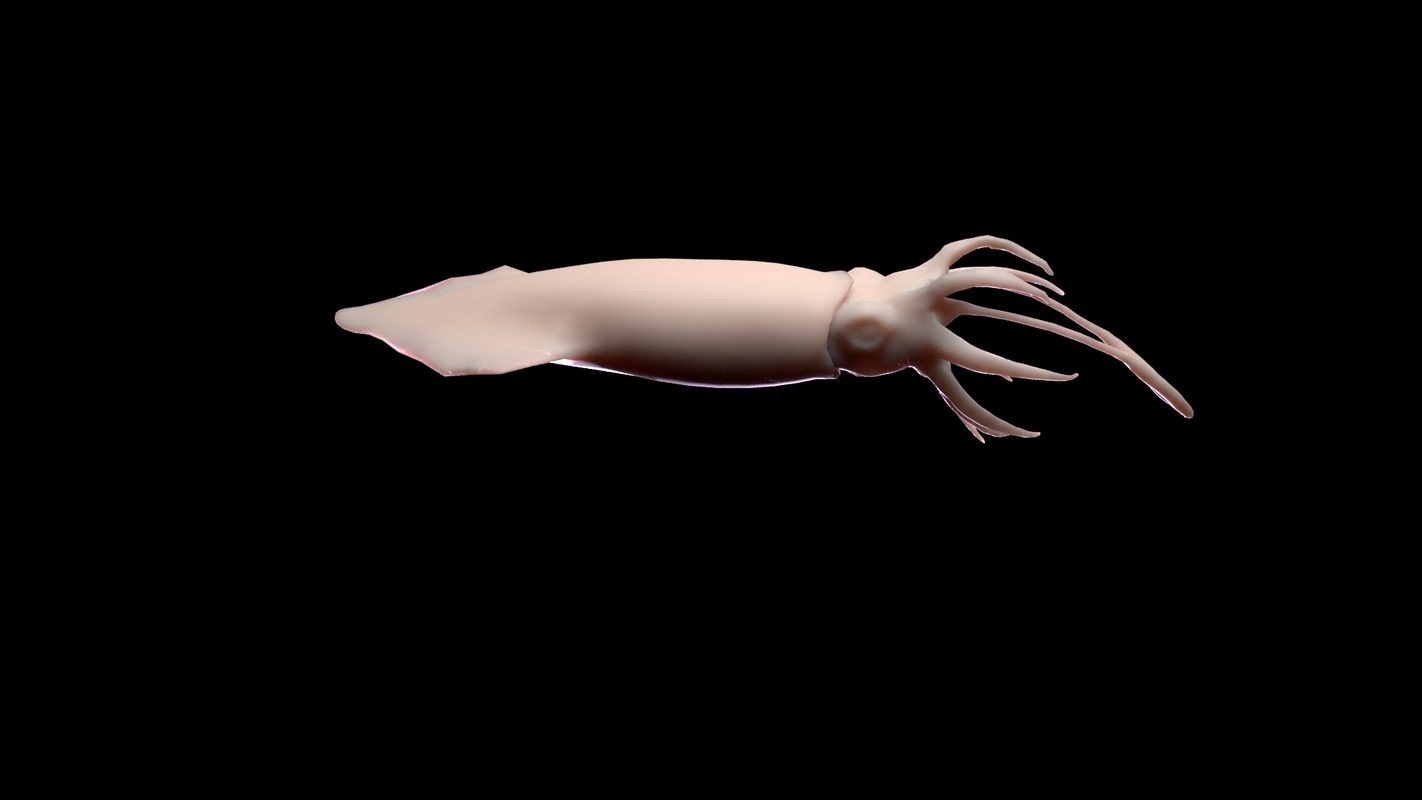 max squid realistic animation