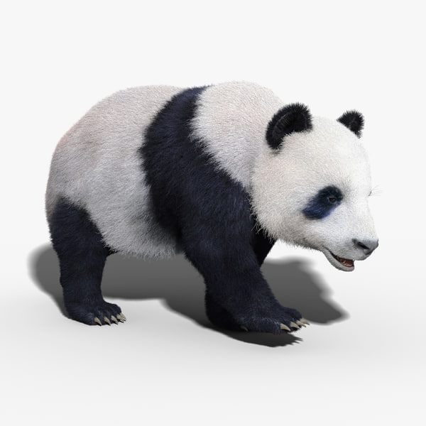 giant panda fur 3d model