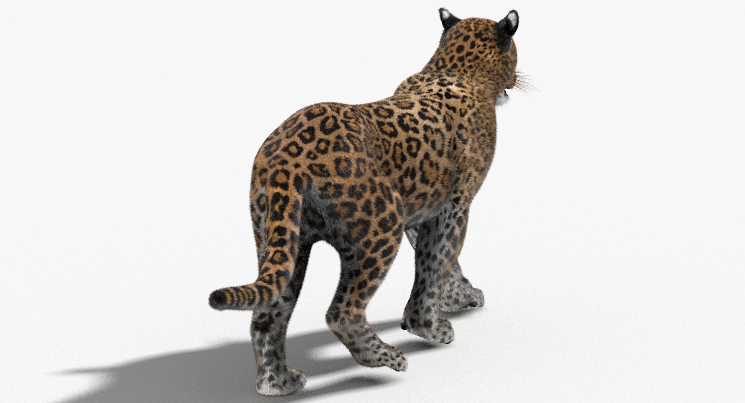 3d leopard fur cat animation
