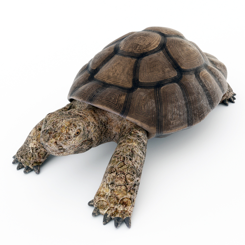 3ds max turtle