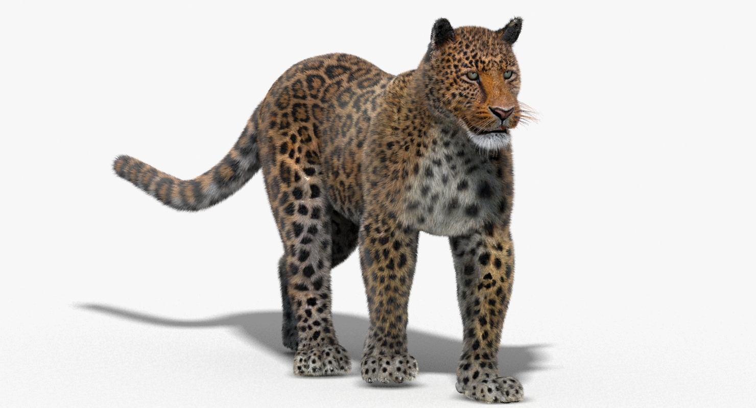 3d leopard fur cat animation model