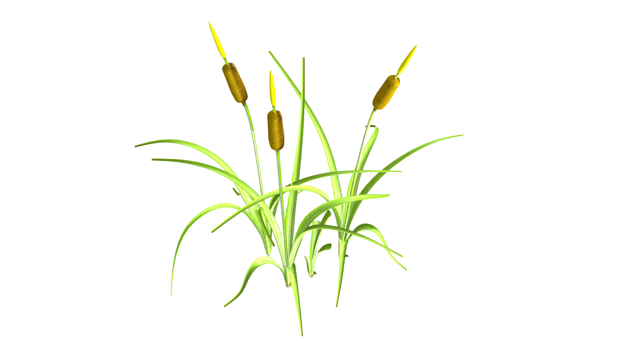 typha flowering plants obj