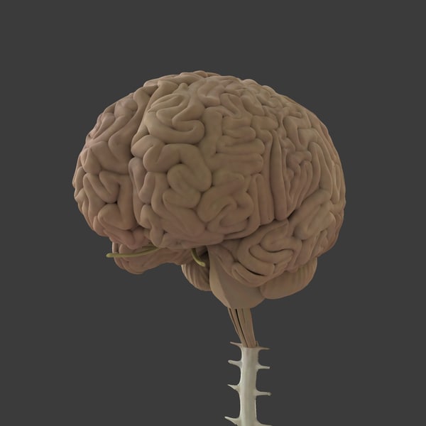 3d human brain model