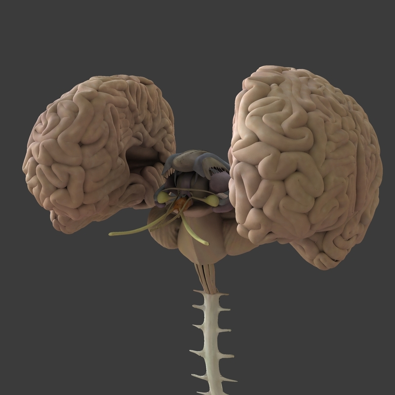 3d human brain model