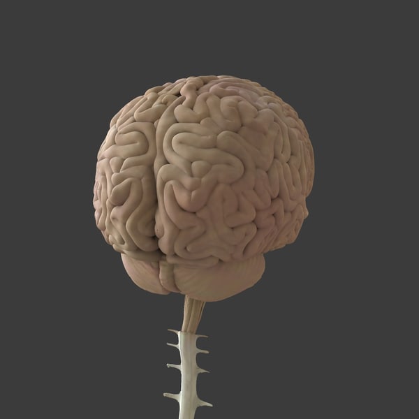 3d human brain model