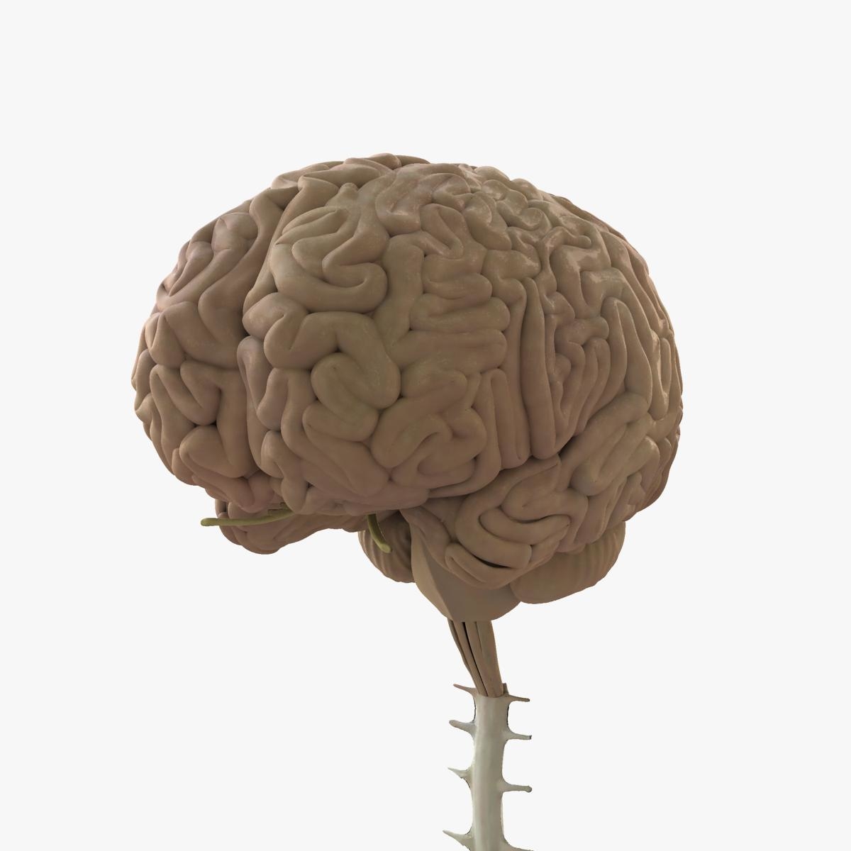 3d human brain model