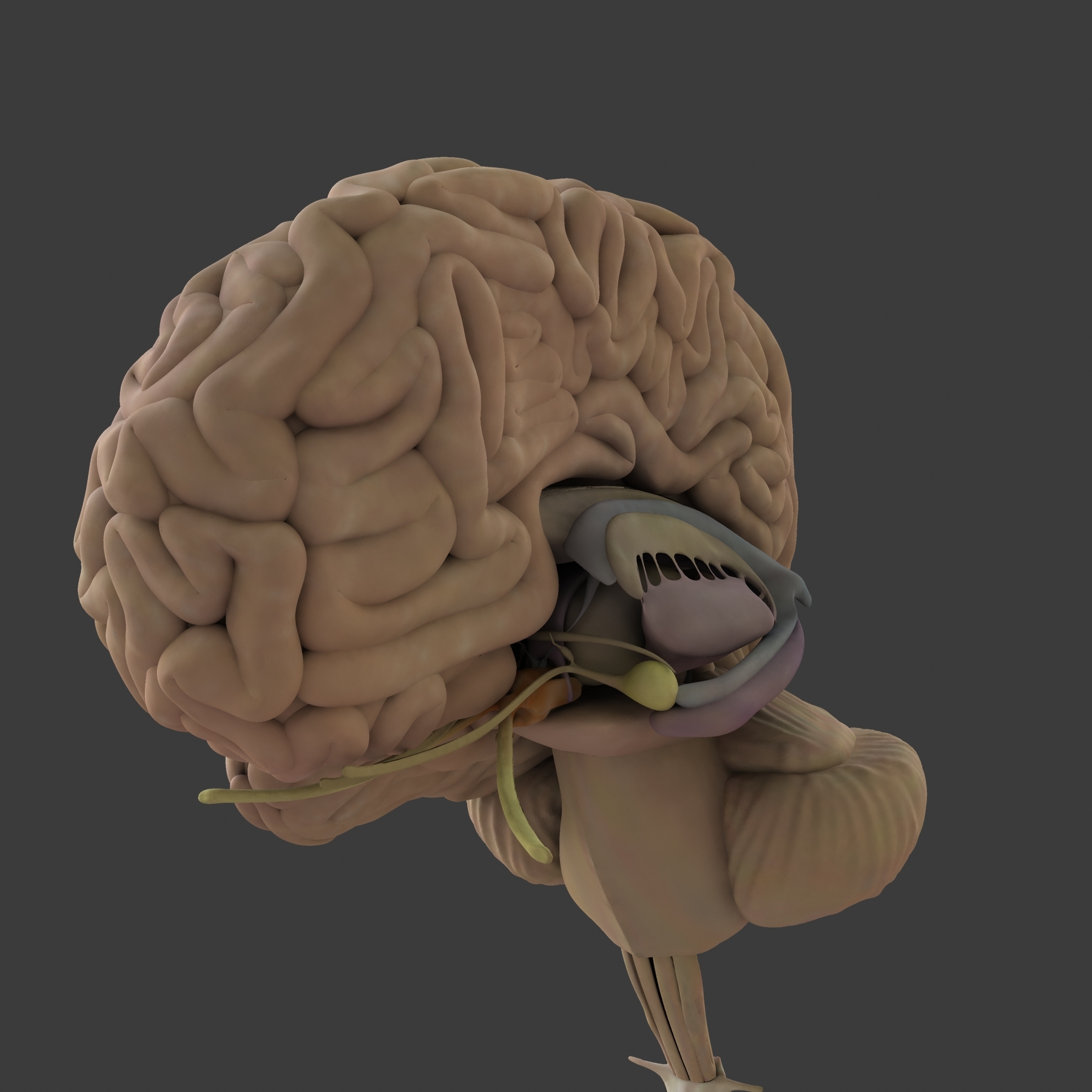 3d human brain model