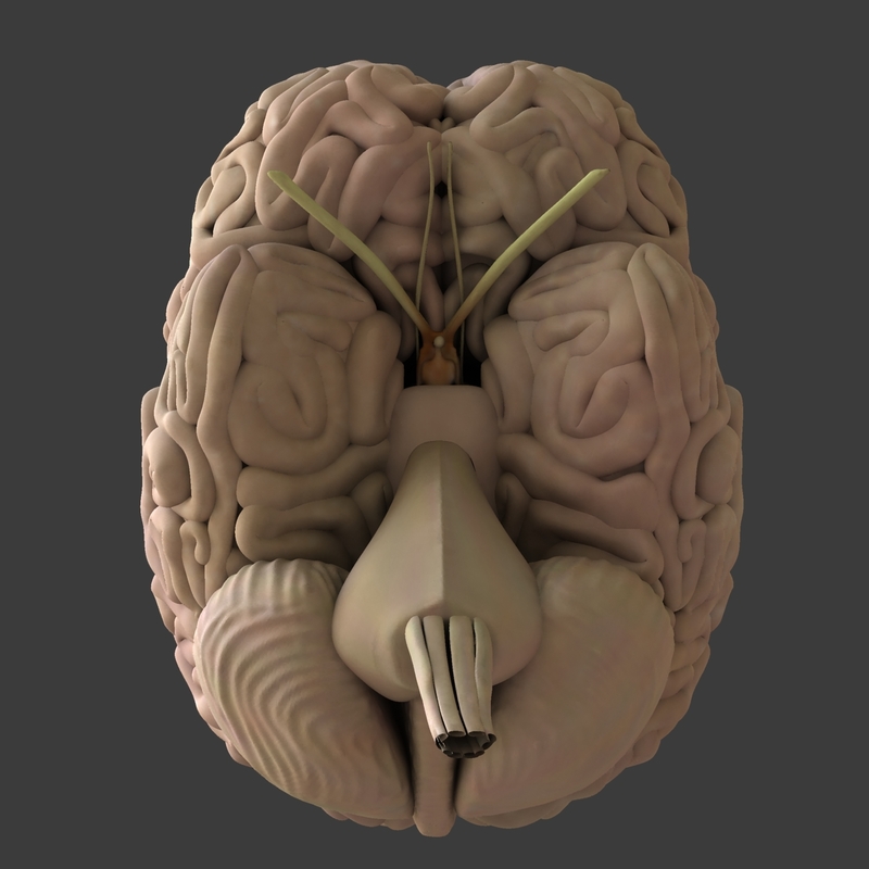 3d human brain model