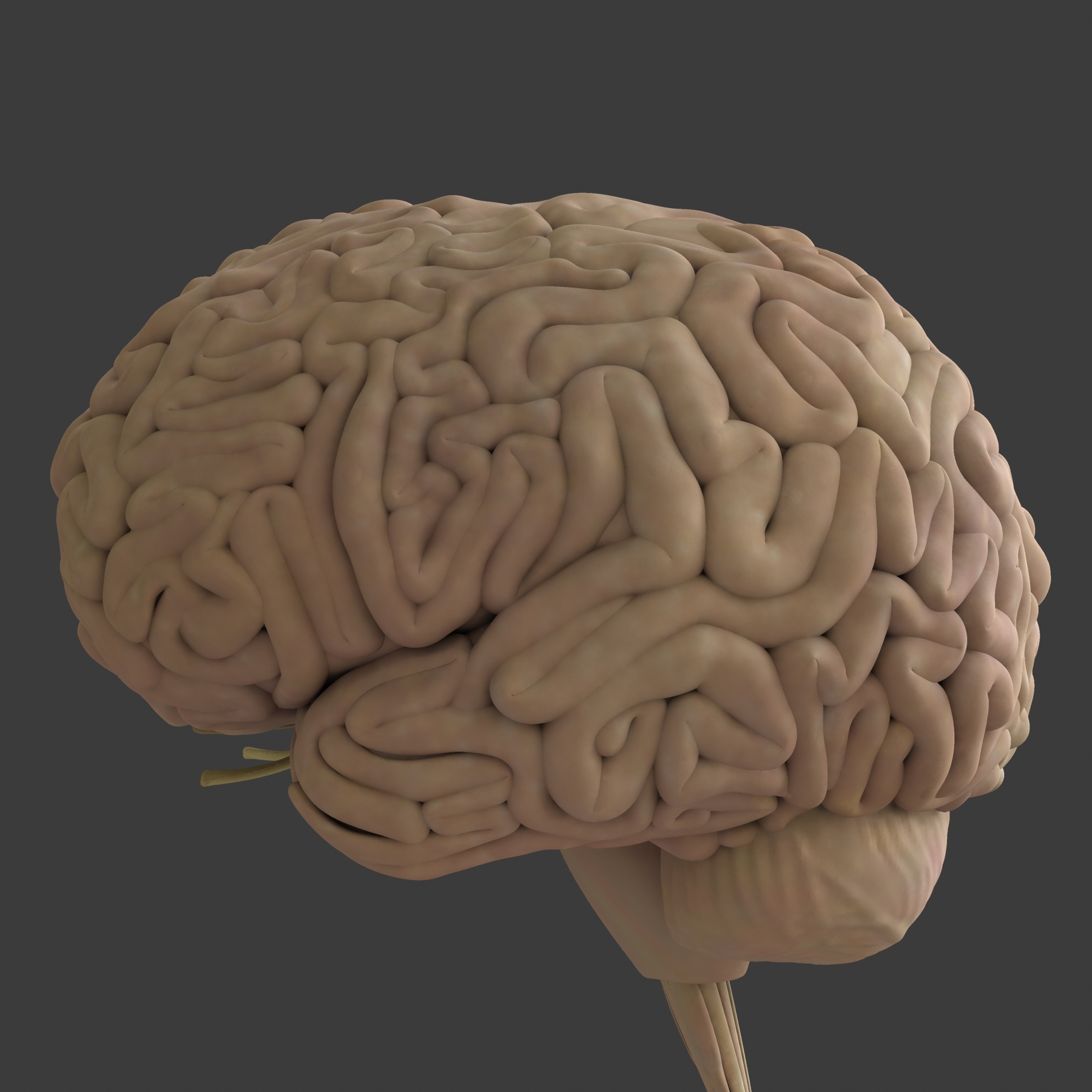 3d human brain model