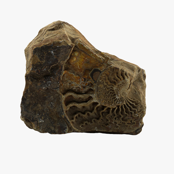 fossil animations 3d model