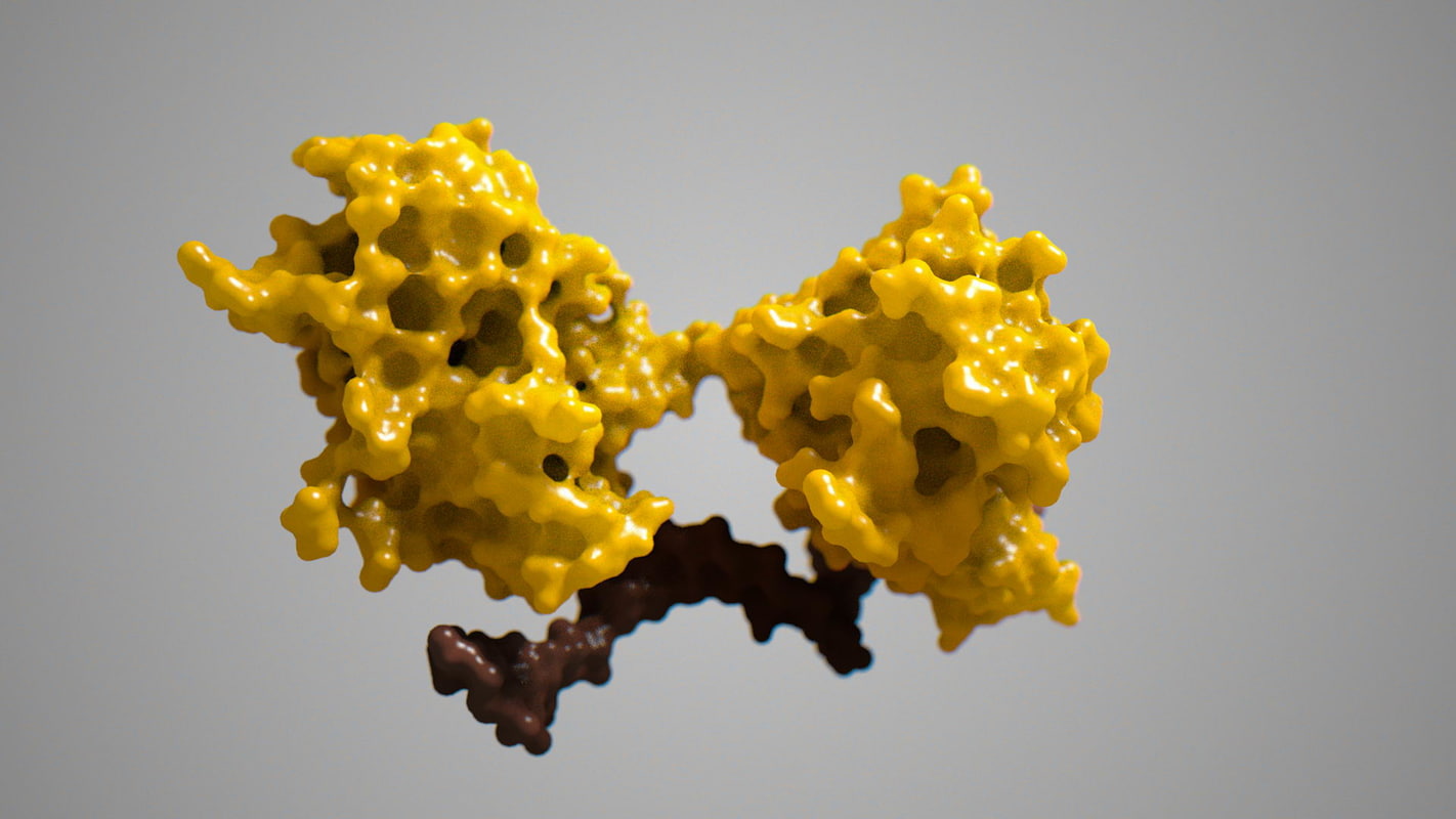 p63 proteins bound dna obj