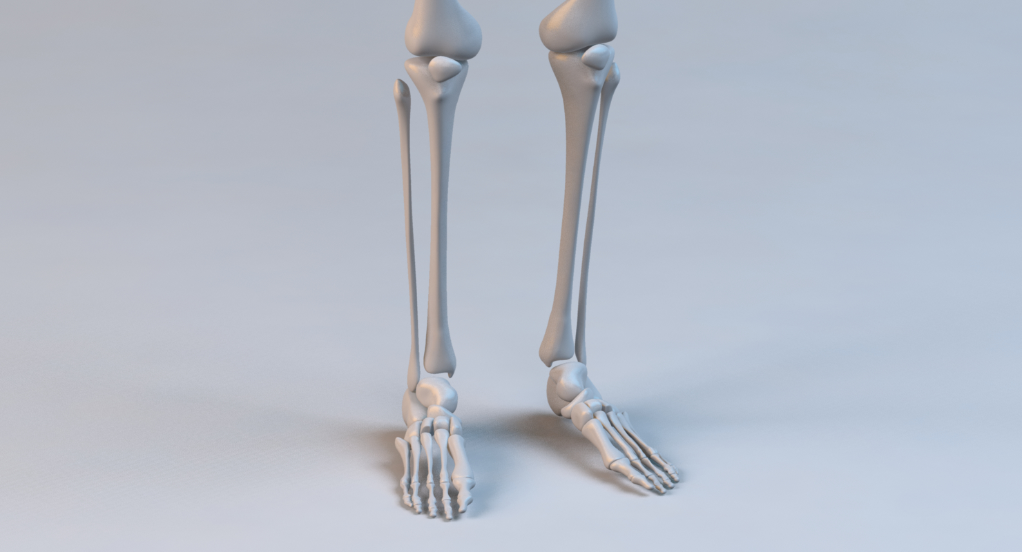 3d leg skeleton model