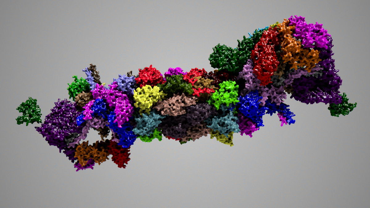 3d complete 26s 30s proteasome model