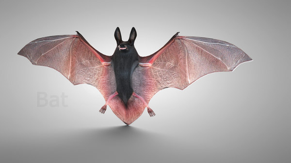 Bat 3D Models for Download | TurboSquid