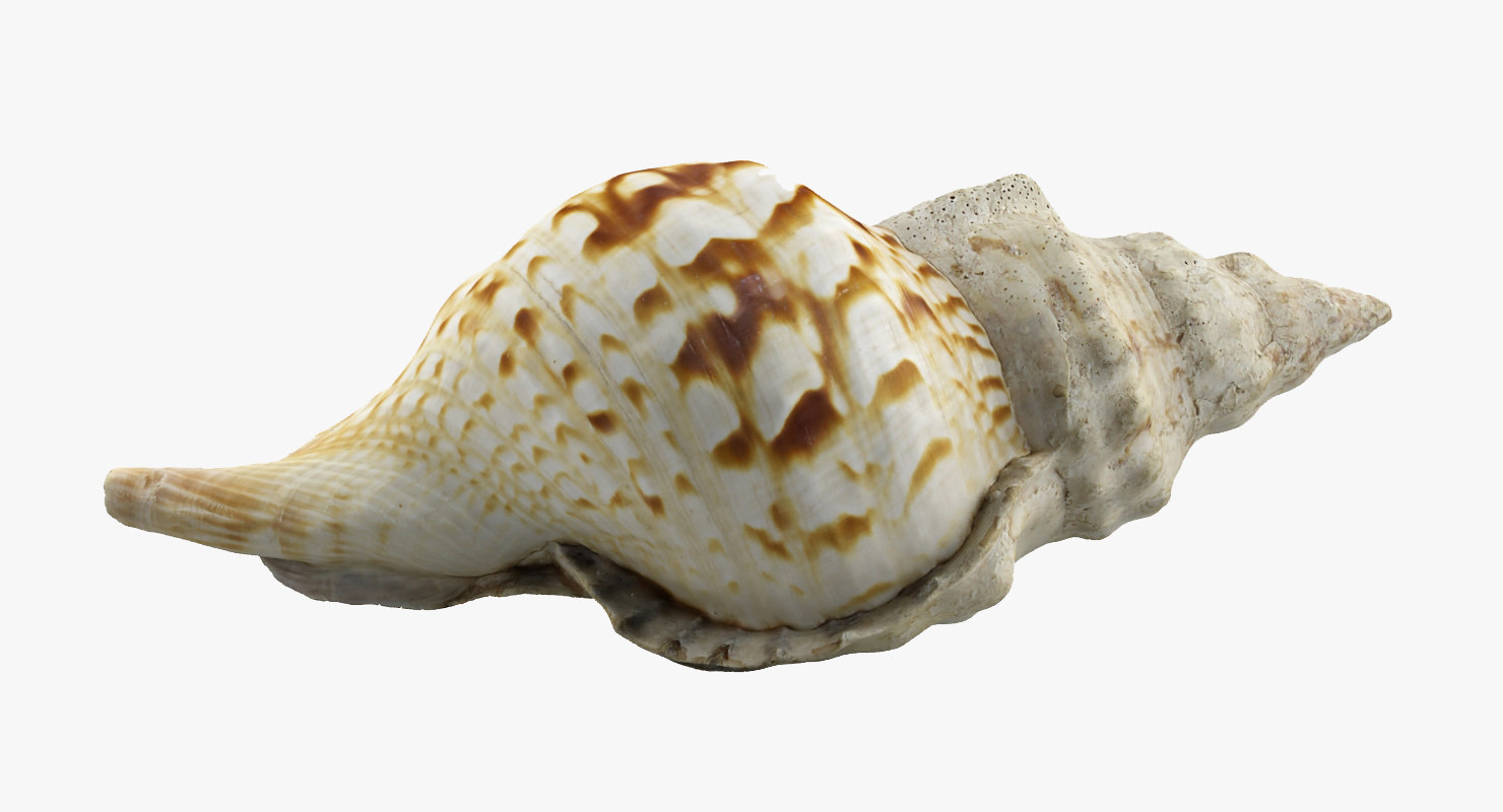 sea shell seashell 3d max