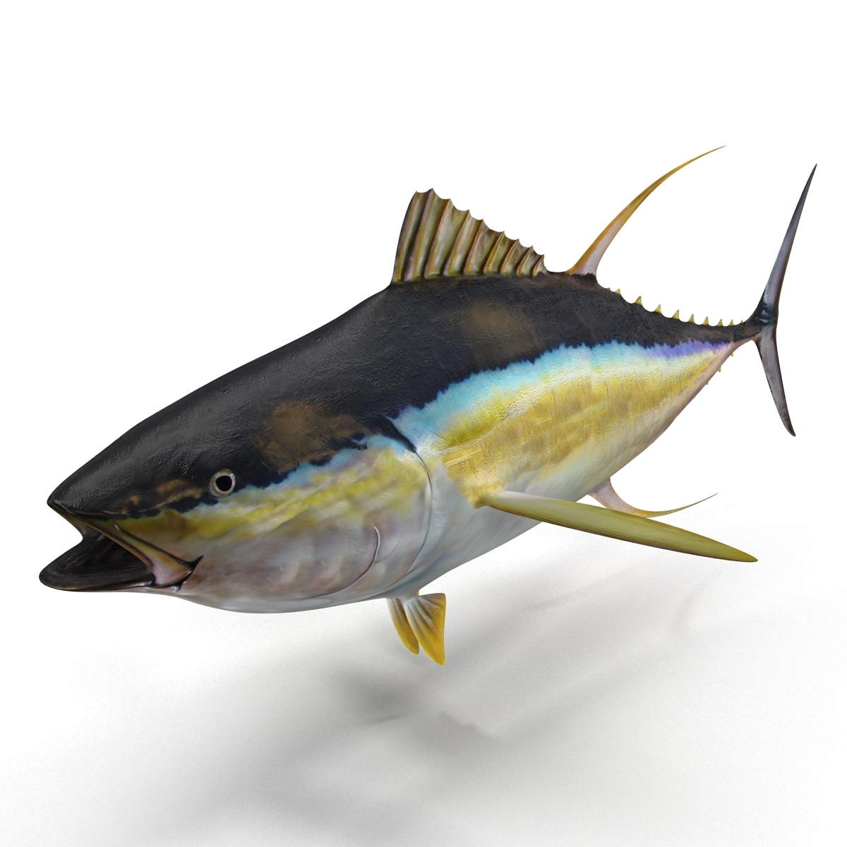 3d model yellowfin tuna fish