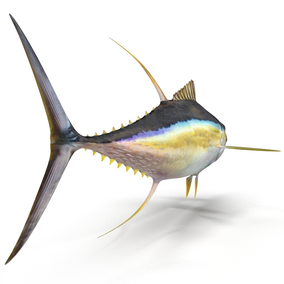 3d model yellowfin tuna fish