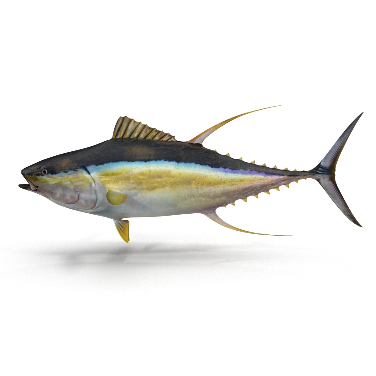 3d model yellowfin tuna fish